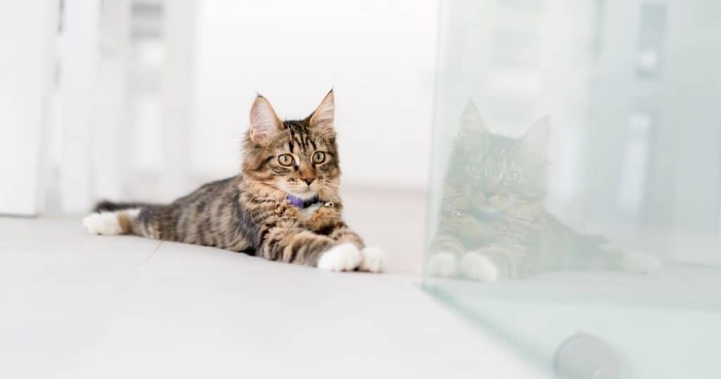 9 Essential Tips to Keep Your House Clean with Cats