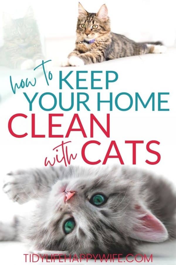 9 Essential Tips to Keep Your House Clean with Cats